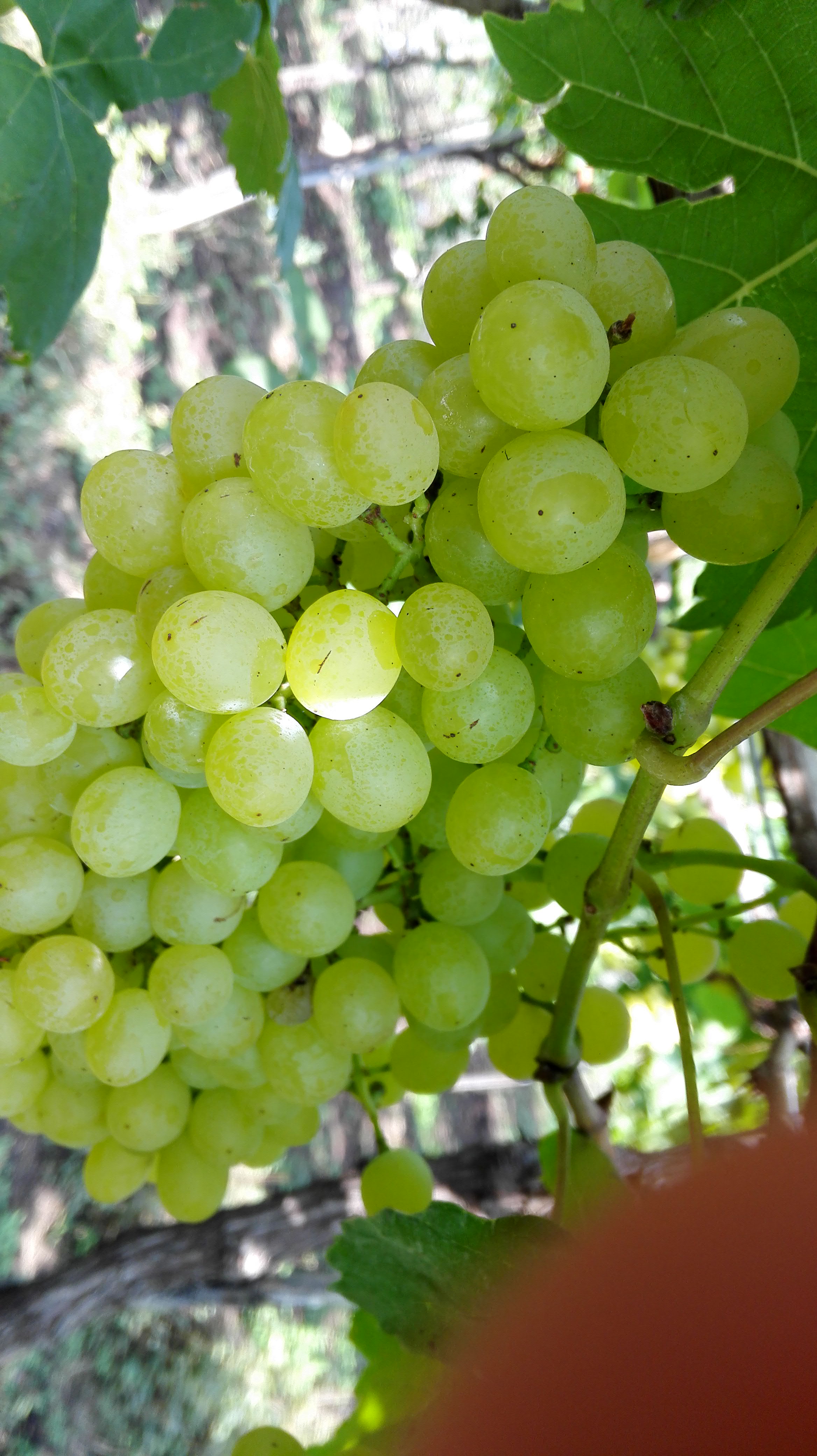 Fresh Export Quality Green Grapes Quality Grapes Suppliers In Nashik Fresh Export Quality Green Grapes Quality Grapes Suppliers In Nashik