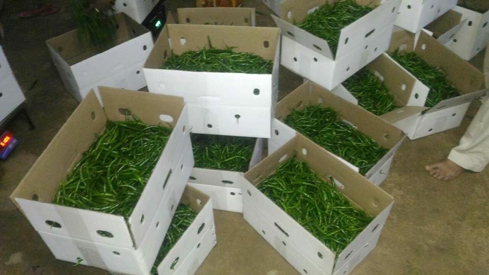Best Supplier Wholesaler Exporter Trader of Fresh Local (Domestic ...